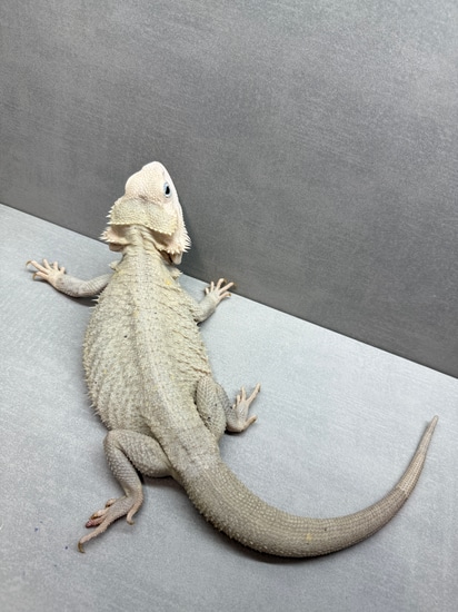 Paradox Hypo Trans Zero Adult Female Bearded Dragon Central Bearded ...