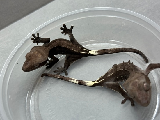 X2 Visual Axanthic Crested Gecko by Fauna Kingdom LLC