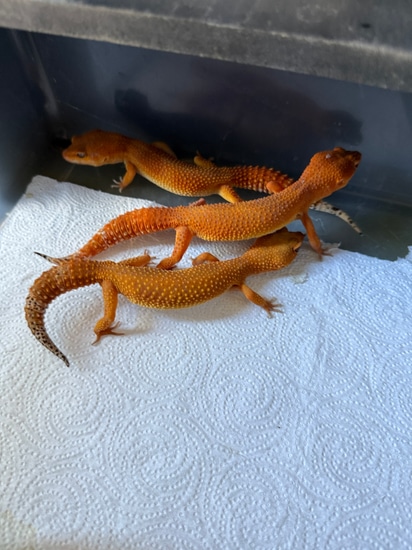 X3 Tangerine S. Korea Imported Leopard Geckos by Fauna Kingdom LLC