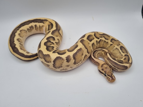Gravel Spark Leopard Het Piebald Ball Python by Reptilien-Fuchs