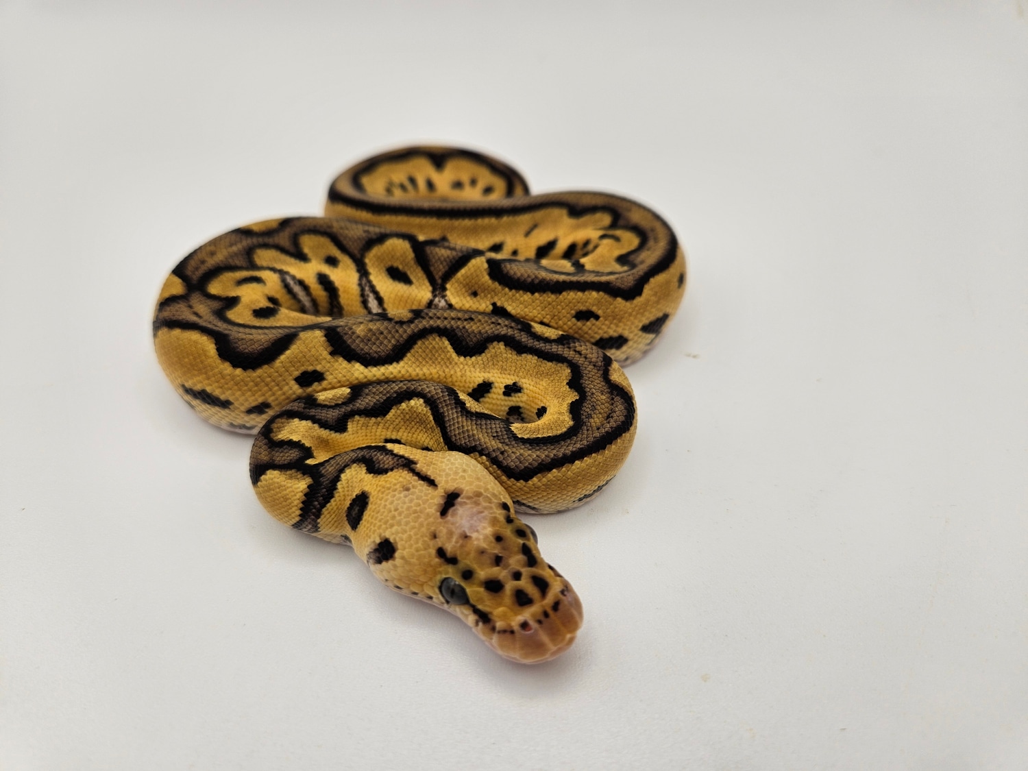 Pastel Clown Het Piebald Ball Python by Reptilien-Fuchs - MorphMarket