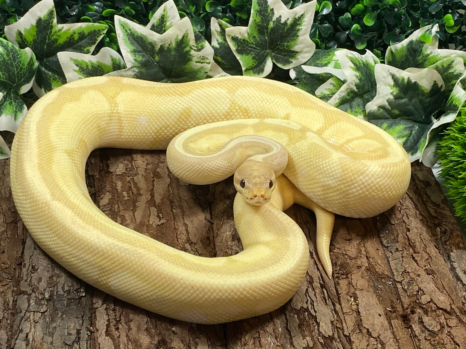 Super Coral Glow Genetic Stripe Ball Python by Reptilien Faszination ...