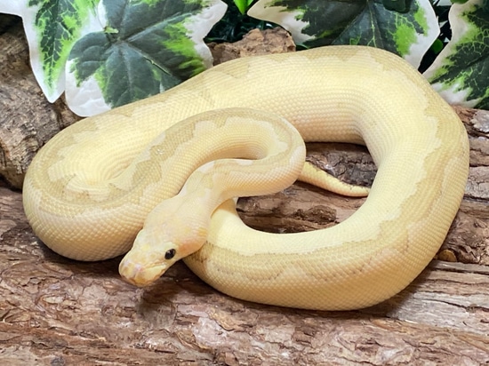 Pastel Bamboo Clown Ball Python by Reptilien Faszination