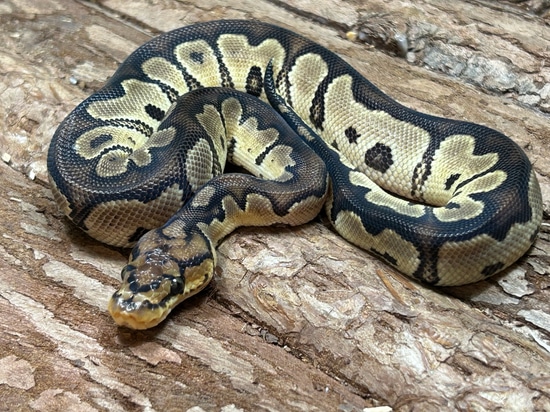 RECO Clown Het Ultramel Ball Python by Reptilien Faszination