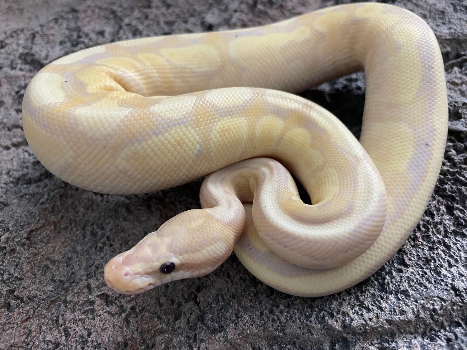 Banana Fire Yellowbelly Ball Python by Reptilienzooforchtenstein ...