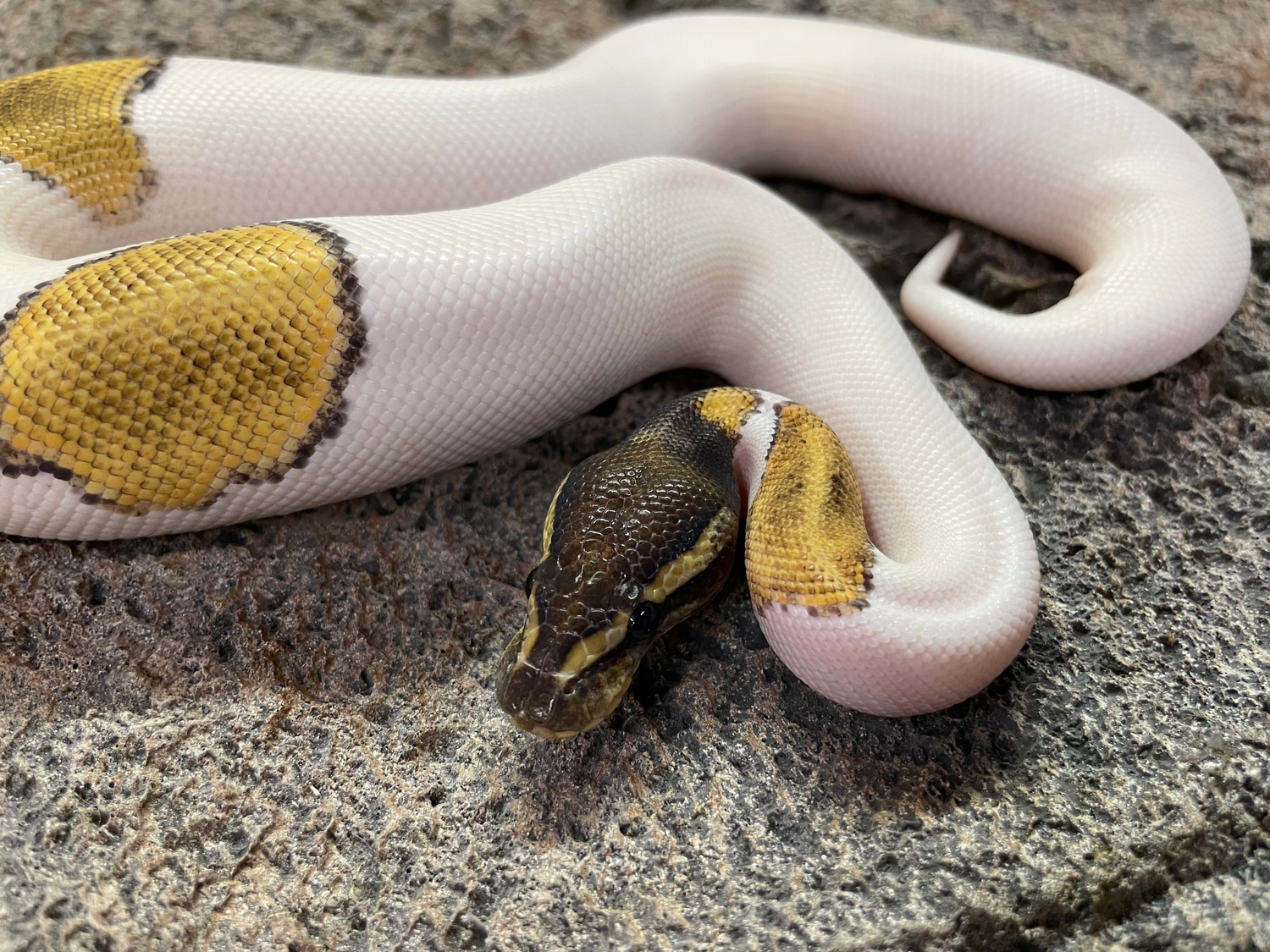Orangedream Mojave Piebald Poss Het Ghost Ball Python by ...