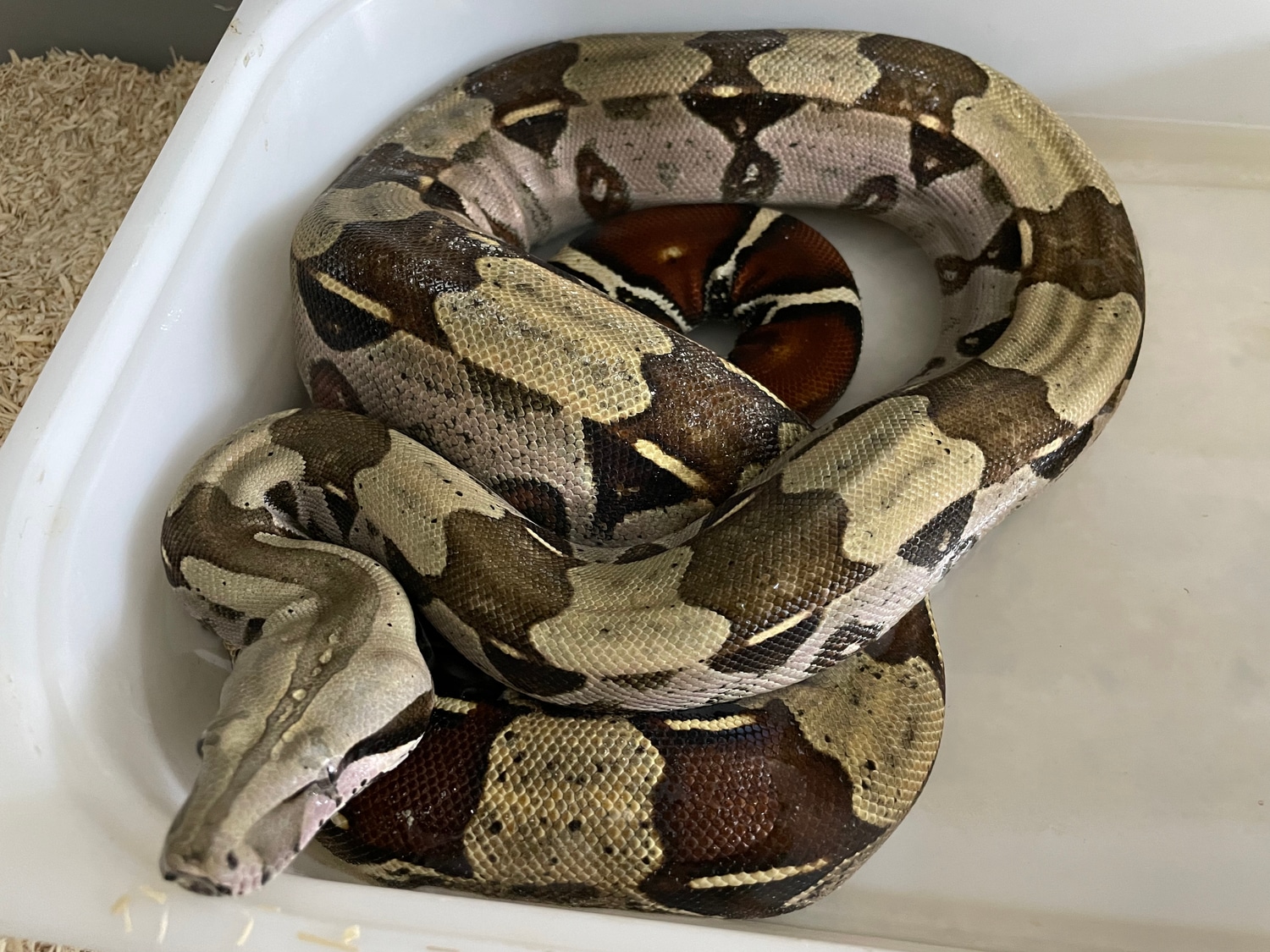 Surinam True Red-tailed Boa Constrictor by Reptilienzooforchtenstein ...