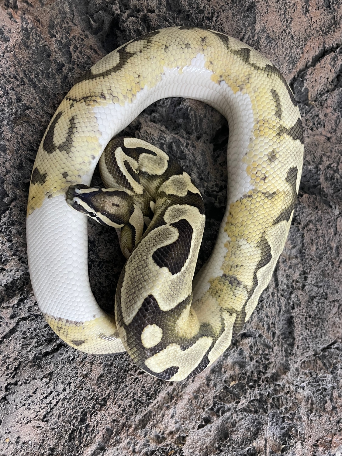 Desertghost Piebald Ball Python by Reptilienzooforchtenstein - MorphMarket