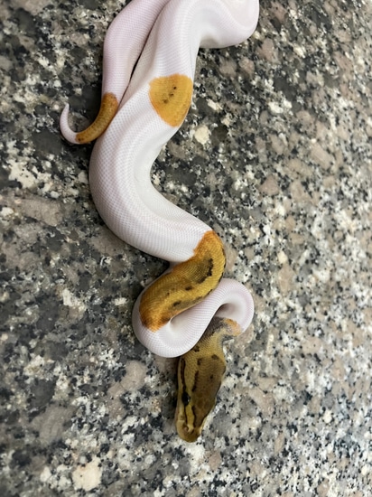 2022 Fire Pinstripe Piebald Female 550€ Ball Python by ...
