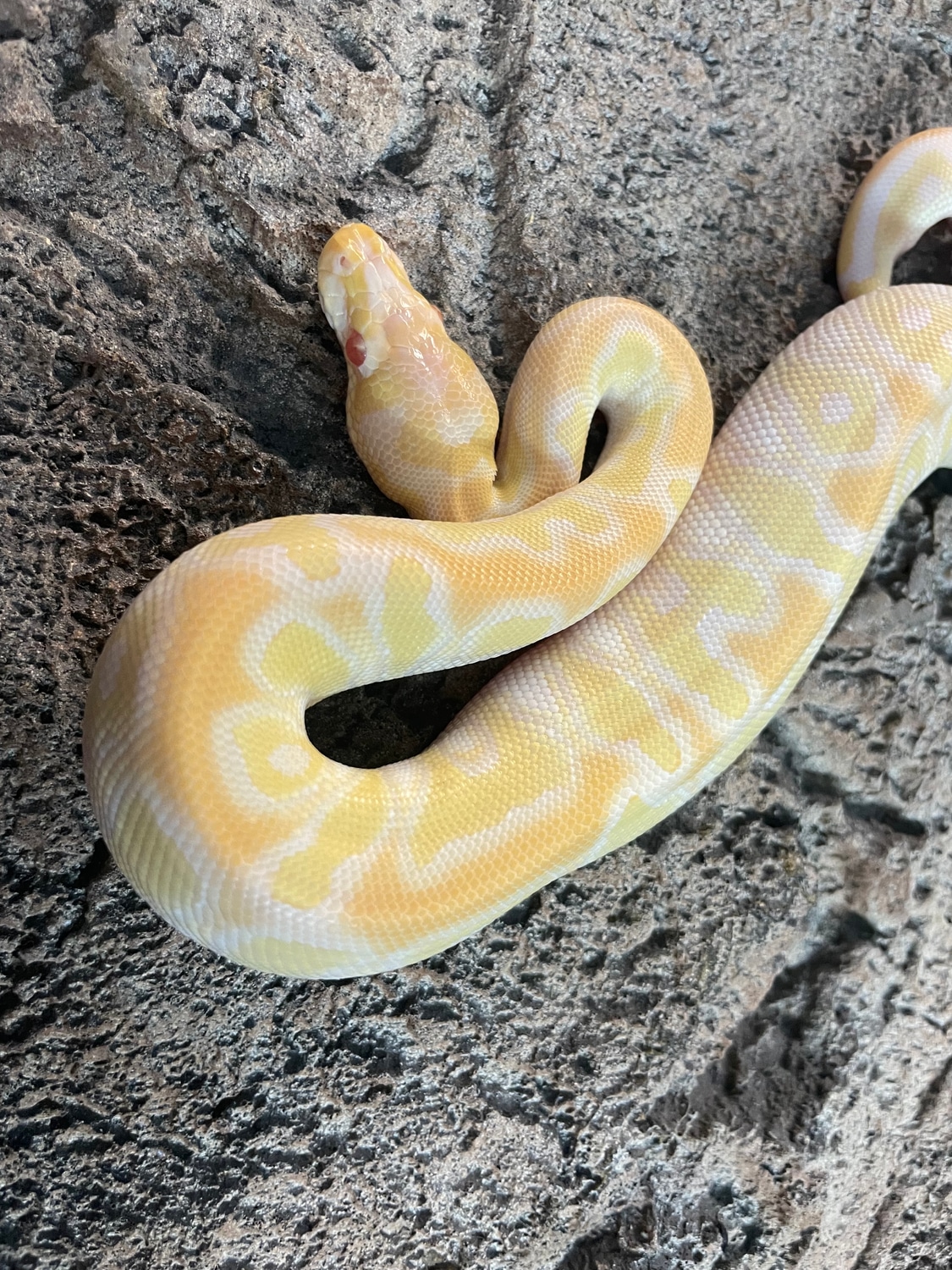 Phantom Albino Clown Male Ball Python by Reptilienzooforchtenstein ...