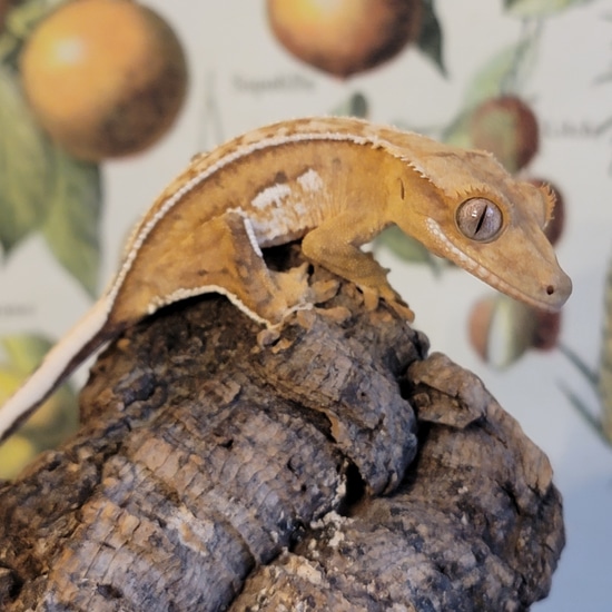 Yellow Phantom/Partial Pinstripe Crested Gecko by Reptilliad Reptiles