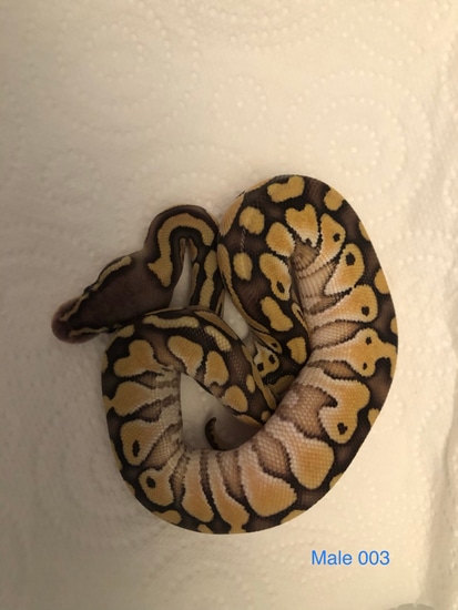 Fire, Lesser Ball Python by Houseofballz