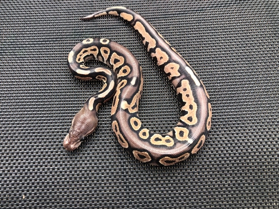 Calico Cinnamon Ball Python by Houseofballz