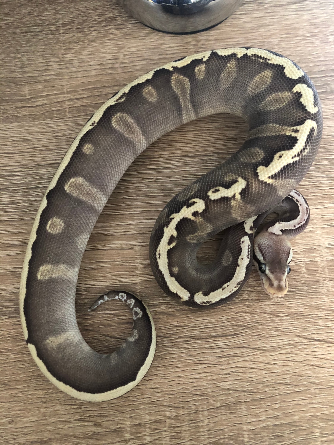 Pastave GHi Female Ball Python by Houseofballz - MorphMarket