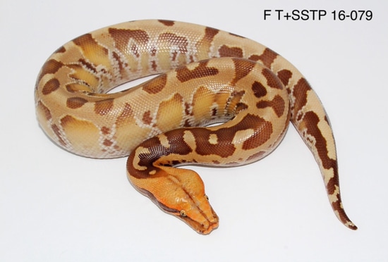 Albino (T+) Sumatran Short Tail Sumatran Short-Tailed Python by ...