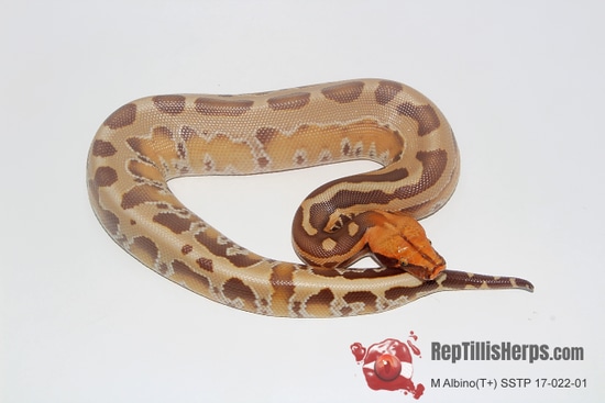 Albino (T+) Sumatran Python Sumatran Short-Tailed Python by RepTillis Herps