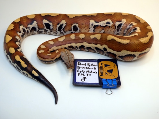 Lyly Matrix Pos Het T+ Blood Python by RepTillis Herps