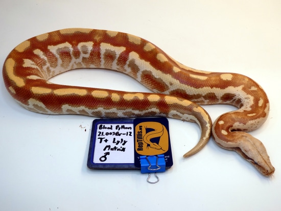 T+ Albino Lyly Matrix Blood Python by RepTillis Herps