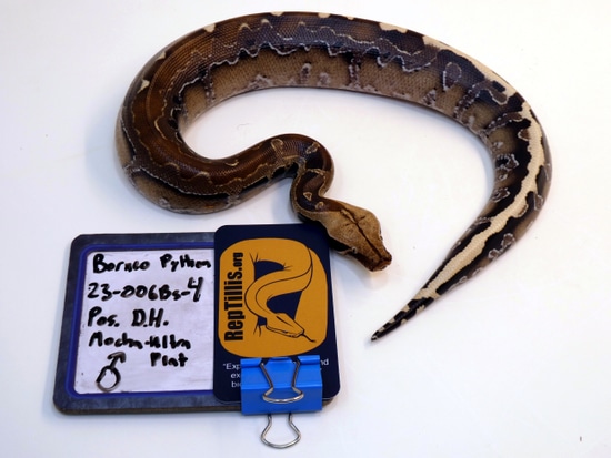 Normal Borneo Borneo Short-Tailed Python by RepTillis Herps