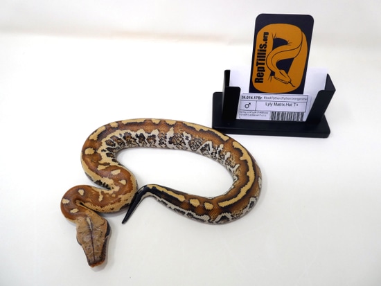 Lyly Matrix Het T+ Blood Python by RepTillis Herps