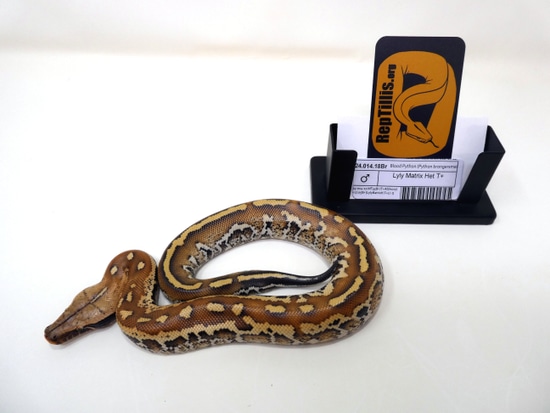 Lyly Matrix Het T+ Blood Python by RepTillis Herps