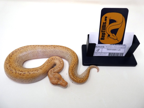 Electrostatic Lyly Blood Python by RepTillis Herps