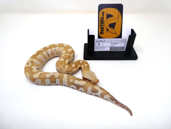 T+ Albino (Mild Shark-Jaw) Blood Python by RepTillis Herps