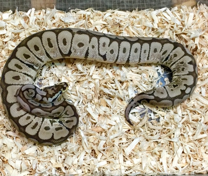 Pastel Zebra Ball Python by Adam Chesla Reptiles - MorphMarket