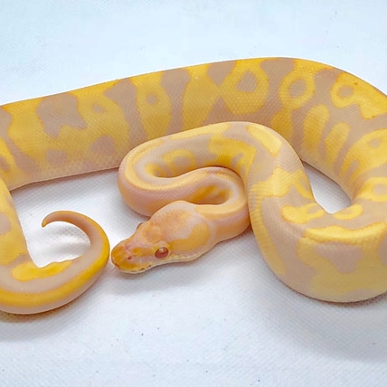 VPI Axanthic Spotnose Leopard Ball Python by Adam Chesla Reptiles ...
