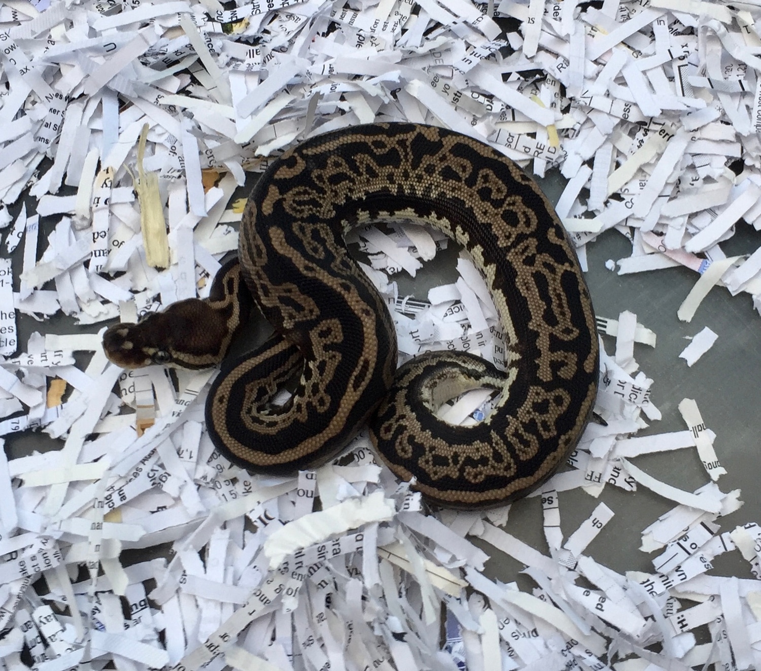 RED AXANTHIC LEOPARD POSS HET PIED - Amazing!!! Ball Python by Adam ...