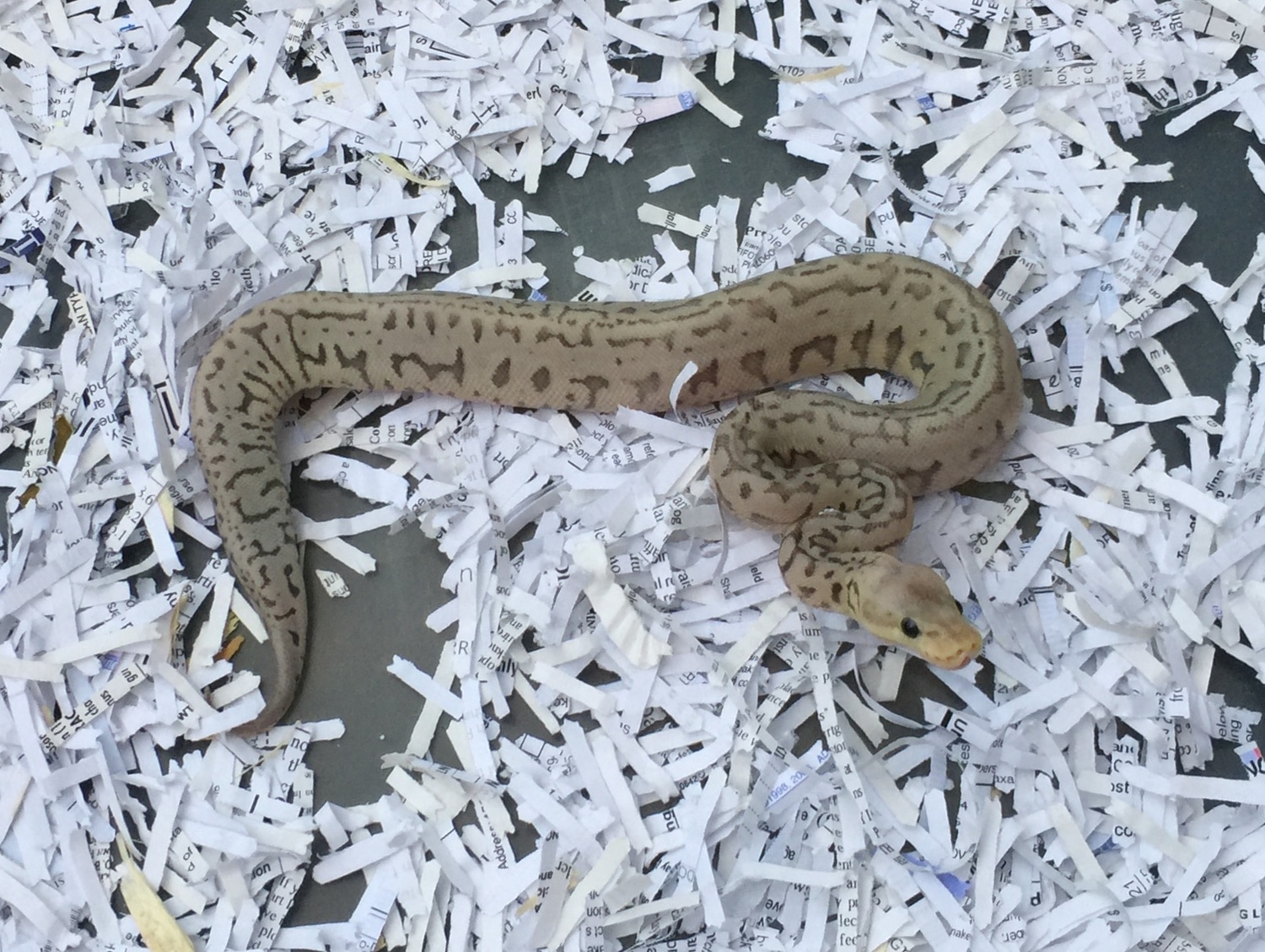 Red Axanthic Super Pastel Leopard Woma Poss Het Pied!!! Ball Python by ...