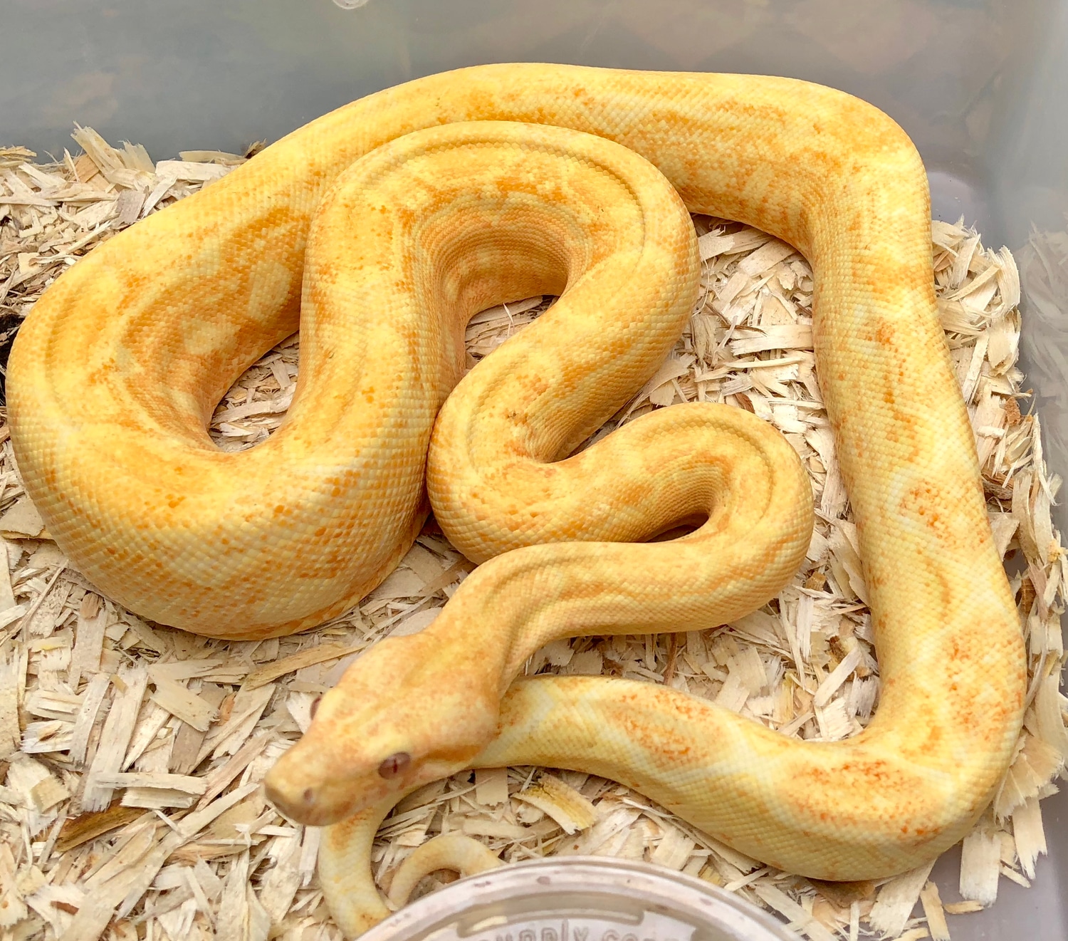 ALBINO(Kahl) 66% HET BLIZZARD Boa Constrictor by Adam Chesla Reptiles ...