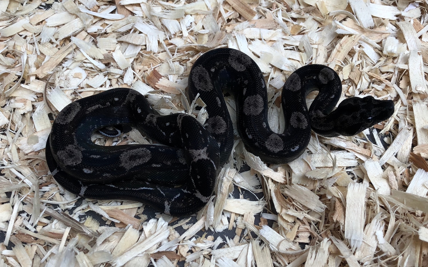 Black Devil(Black Eye Anery Img)!!! Boa Constrictor by Adam Chesla ...
