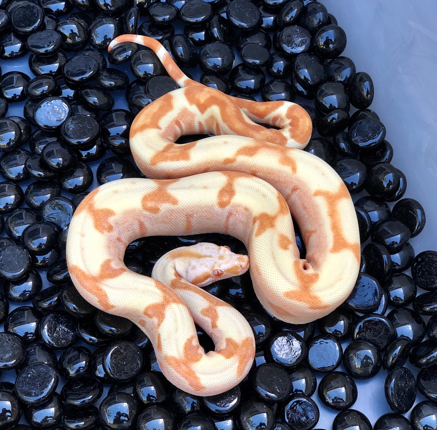Purple/red Pastel Sharp Super Sunglow Boa Constrictor by Adam Chesla ...