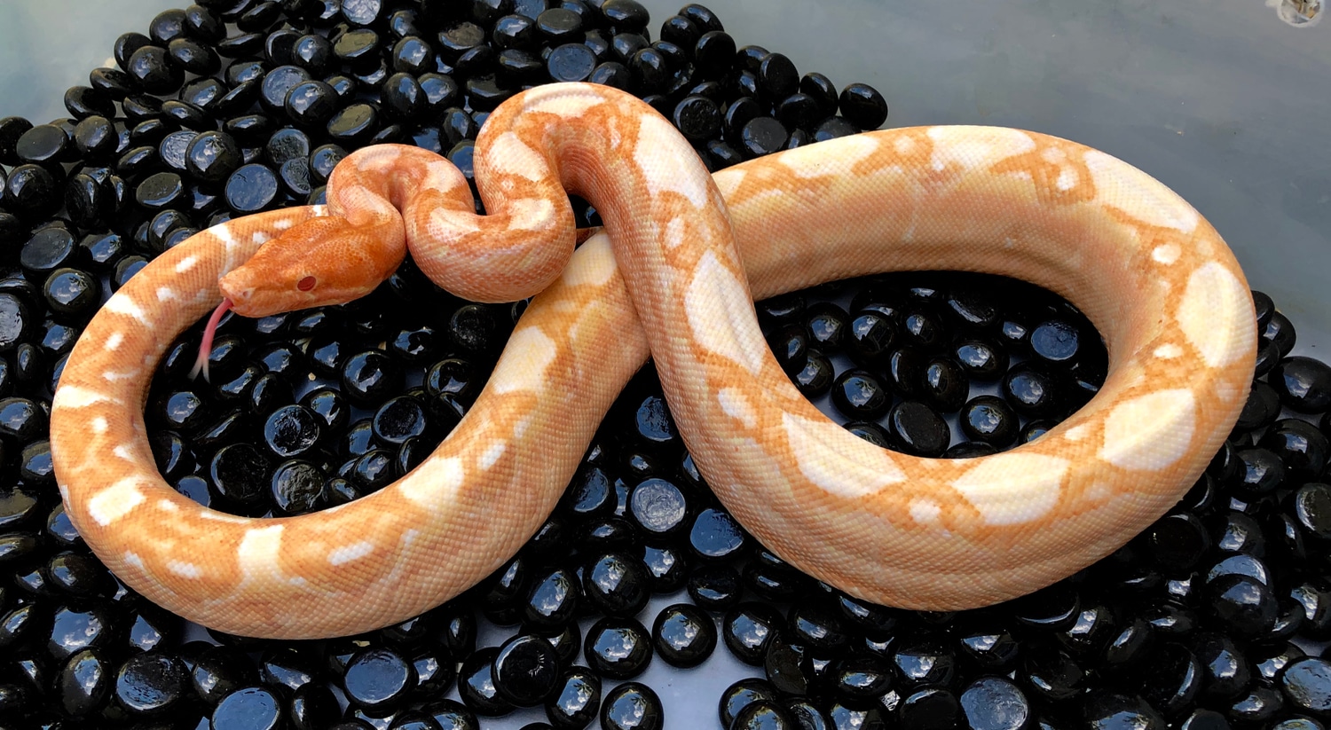 Coral Red Dragon!!! Boa Constrictor by Adam Chesla Reptiles - MorphMarket