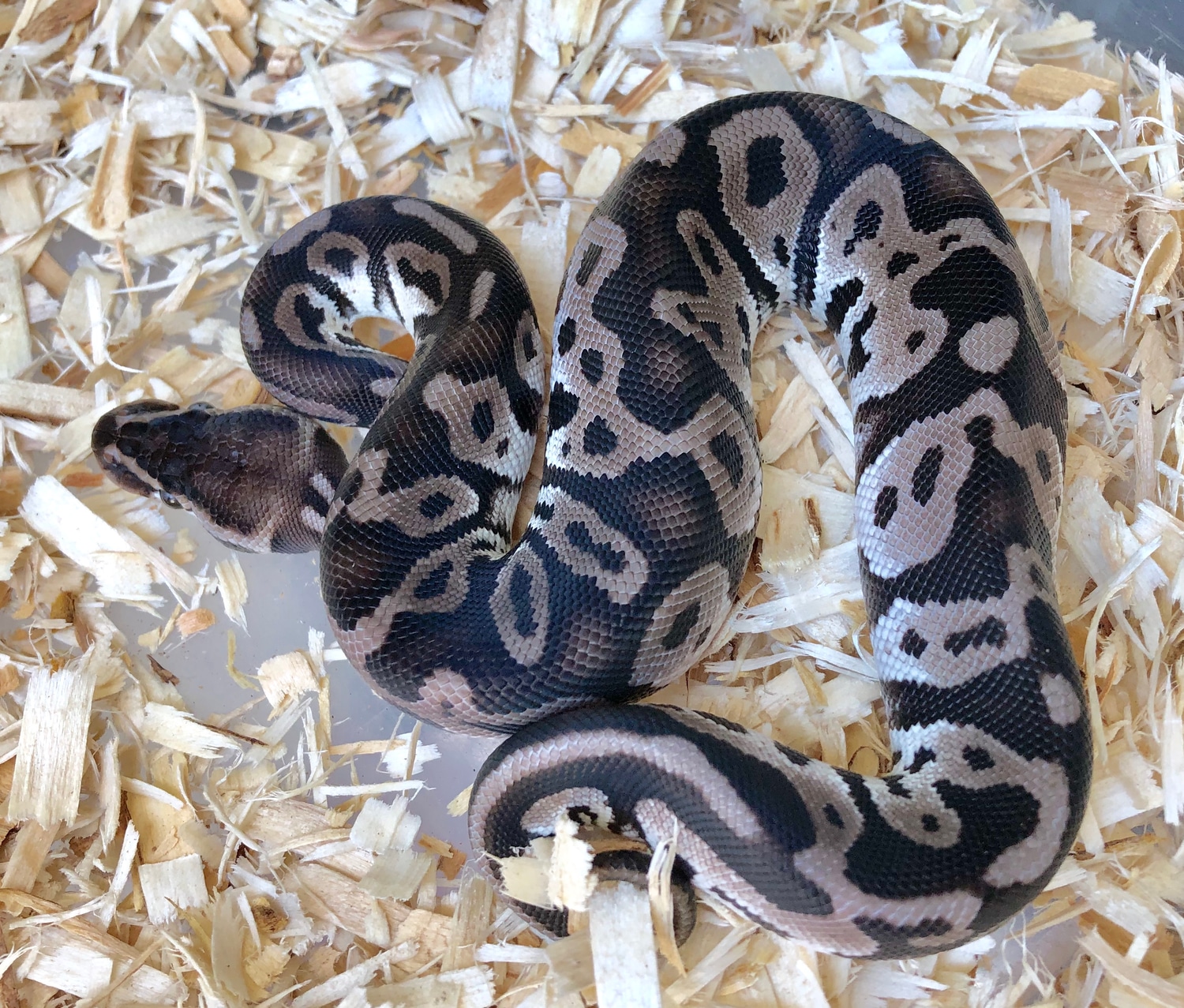 Vpi Axanthic Pastel Leopard Ball Python by Adam Chesla Reptiles ...