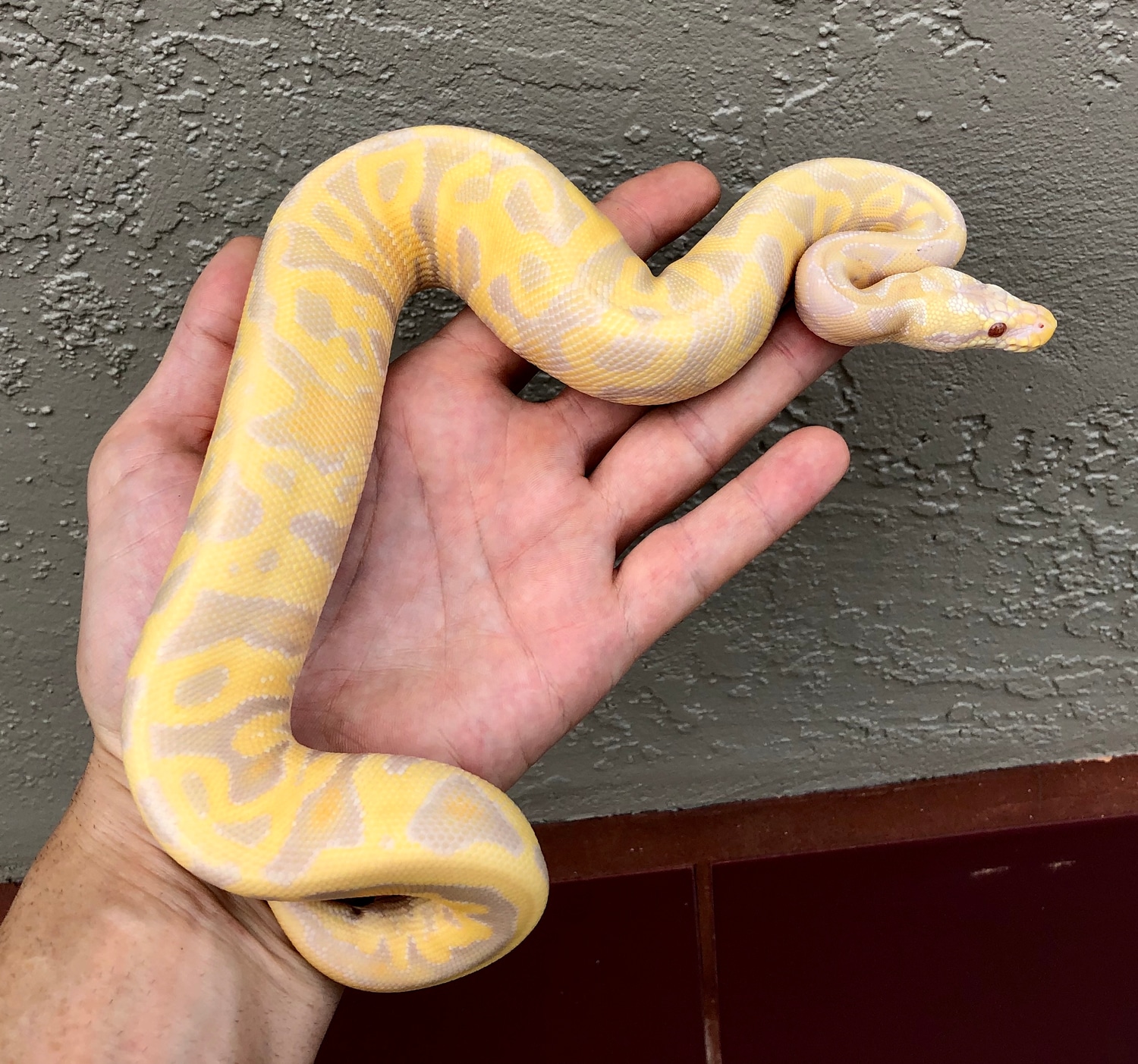 Pastel Candino Leopard Ball Python by Adam Chesla Reptiles - MorphMarket
