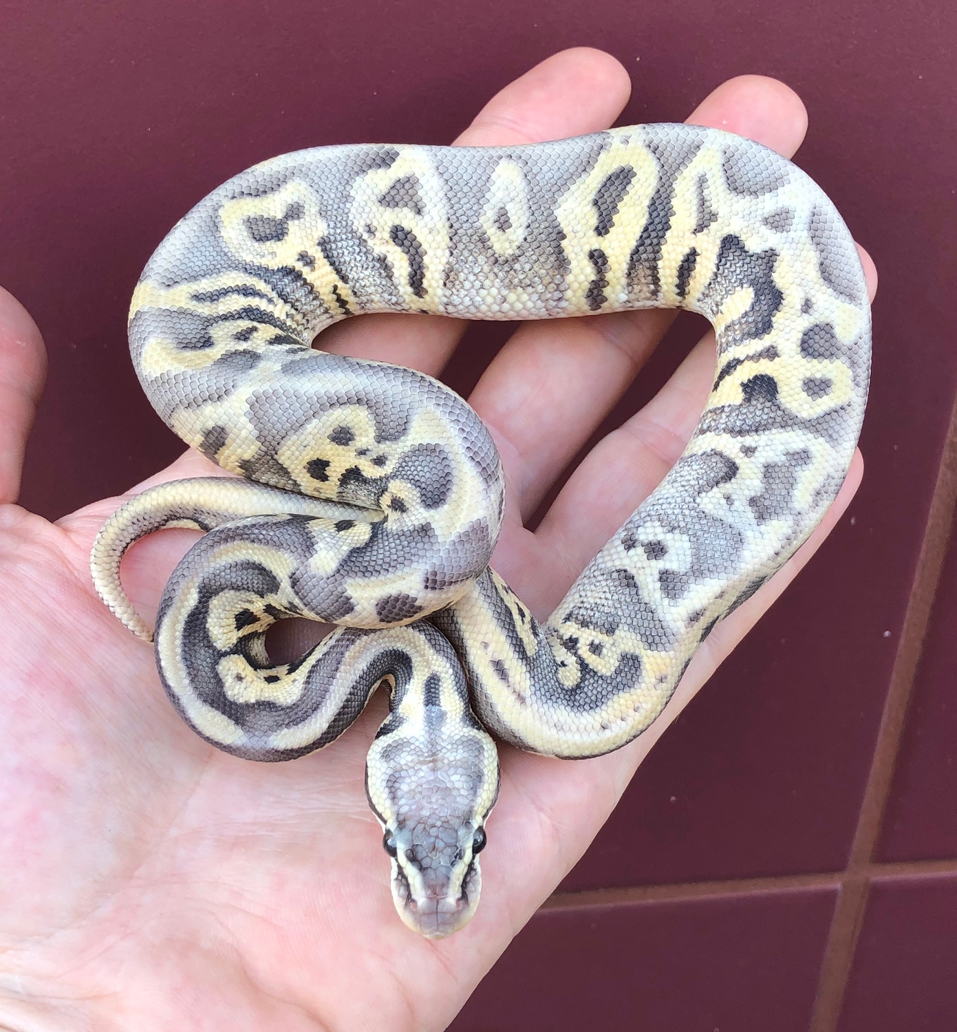 Killer Ghost Leopard Ball Python by Adam Chesla Reptiles - MorphMarket