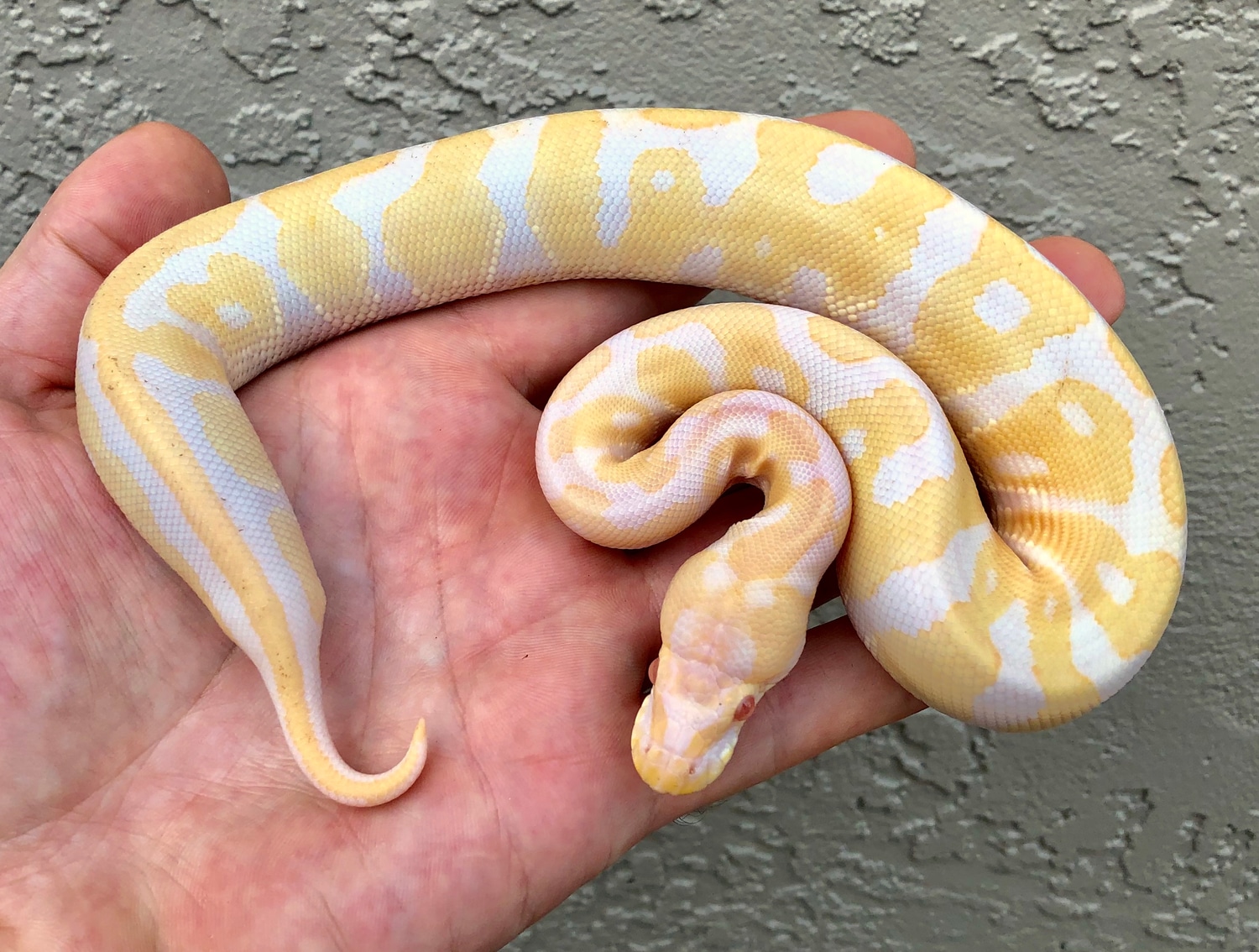 Albino Leopard 100% Het Vpi Snow Ball Python by Adam Chesla Reptiles ...