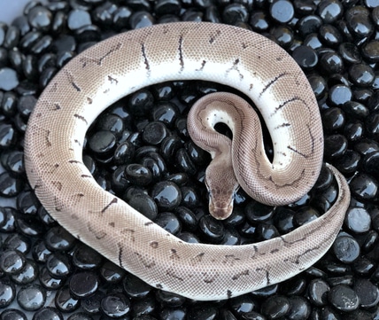 GHI Mojave Pied - Adult Female! Ball Python by Adam Chesla Reptiles ...