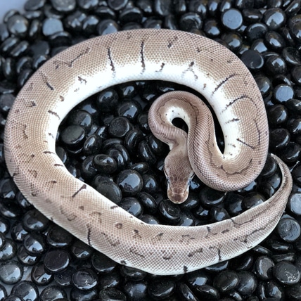 Vpi Axanthic Pied Ball Python by Adam Chesla Reptiles - MorphMarket