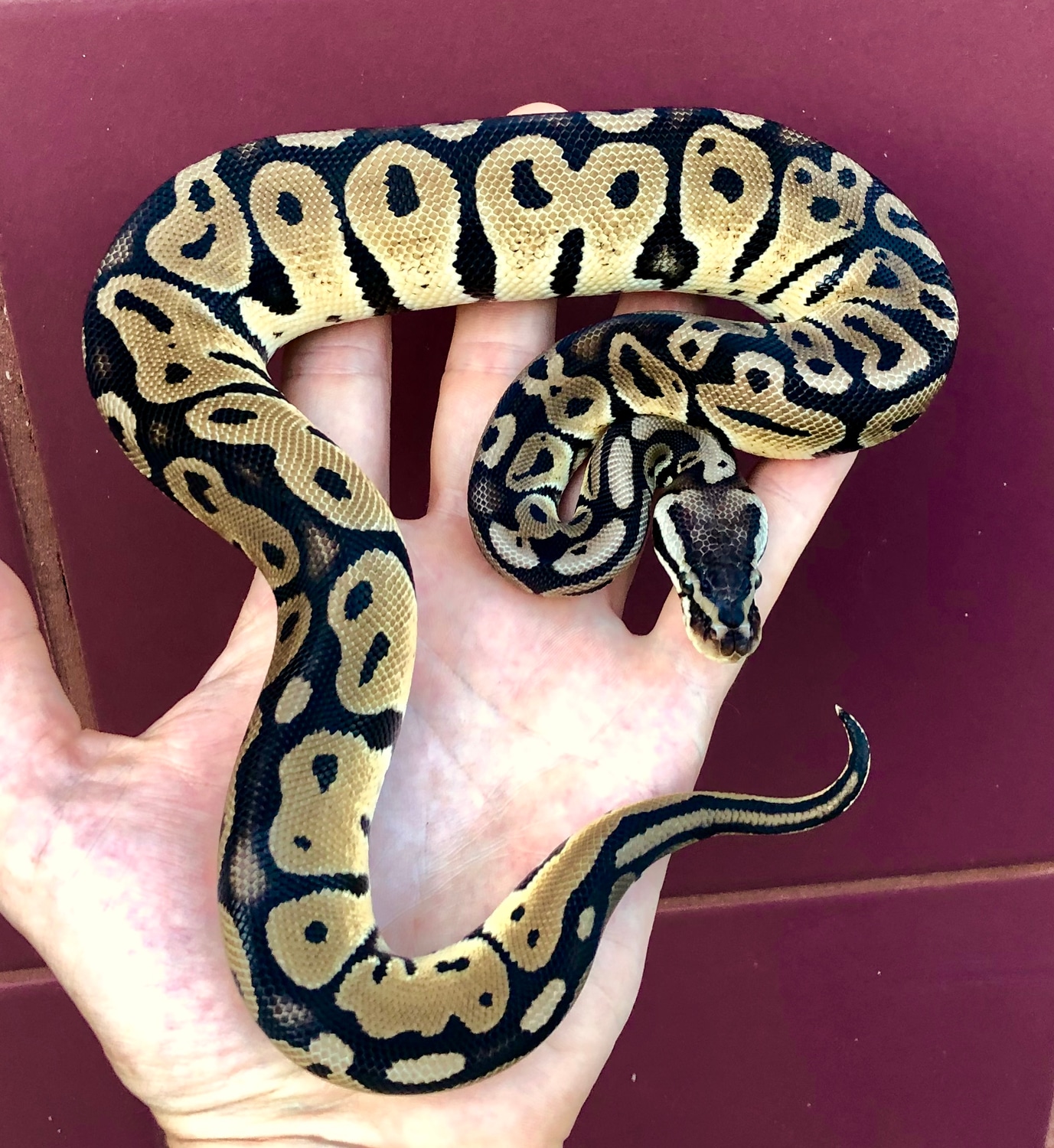 Pastel Gravel/asphalt Het Red Axanthic 66% Het Albino Ball Python by ...
