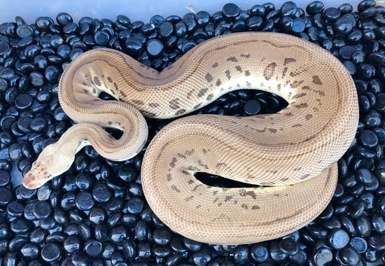 Pastel Leopard Clown Probable Blade Breeder! Ball Python by Adam Chesla ...