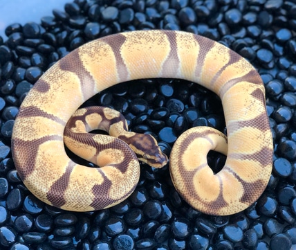 Vpi Axanthic Pastel Leopard Ball Python by Adam Chesla Reptiles ...