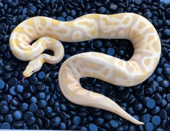 Pastel Candino Leopard - 1,000 Gram Female! Ball Python by Adam Chesla ...