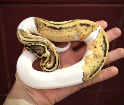 Super OD Leopard Enchi Champagne Ball Python by Adam Chesla Reptiles ...
