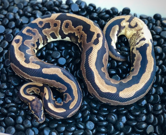 Leopard 100% Het Axanthic Pied Ball Python by Adam Chesla Reptiles