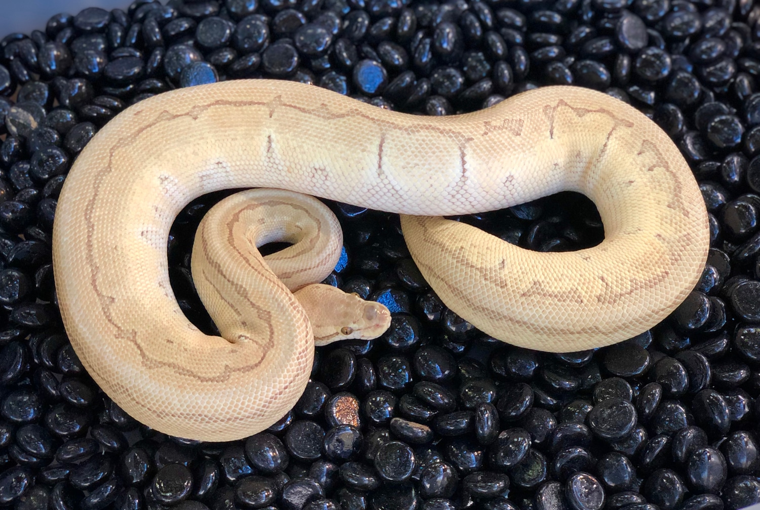 Emperor Pinstripe Blade 100% Het Clown Ball Python by Adam Chesla ...