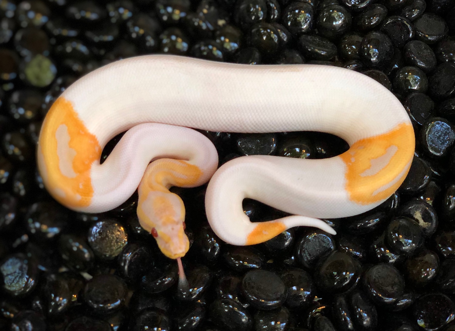 Candino Pied Ball Python by Adam Chesla Reptiles - MorphMarket