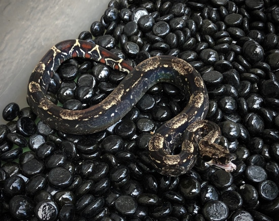 Img Poss Het Bea(Black Devil) Boa Constrictor by Adam Chesla Reptiles